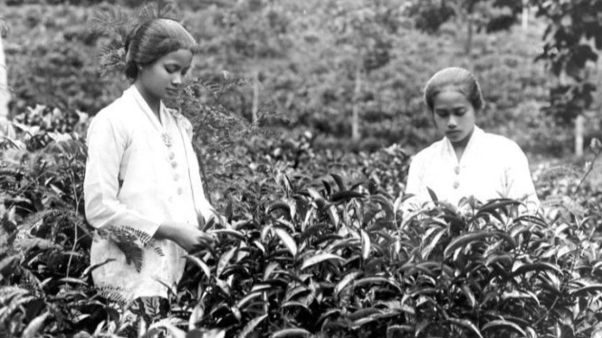 Teknologi Pertanian Tradisional Sunda Kuno di Kampung Cengkuk
