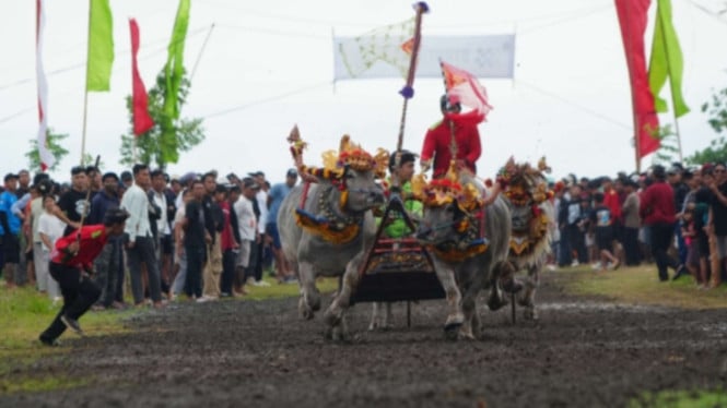 Tradisi Makepung Jadi Penggerak Ekonomi Lokal Jembrana