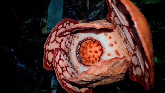 Ahli Biologi Oxford Temukan Rafflesia Hasseltii di Sumatra Setelah 13 ...