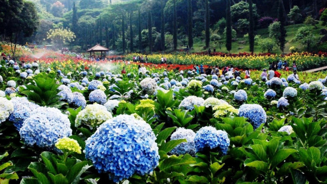 5 Rekomendasi Wisata Taman Bunga Terindah di Indonesia
