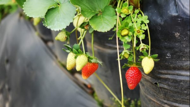 Sensasi Petik Stroberi Langsung dari Kebun di Ciwidey dan Lembang