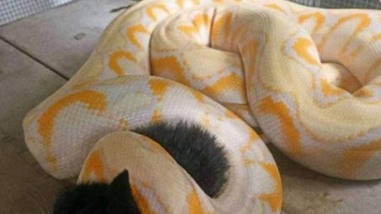 Foto Heboh Kucing Liar Dijadikan Pakan Ular Peliharaan, Netizen Geram