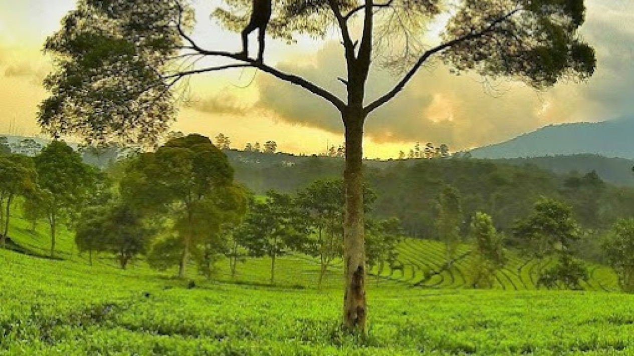 Foto Rekomendasi Wisata Bandung! Tips Santai di Kebun Teh Sukawana yang ...