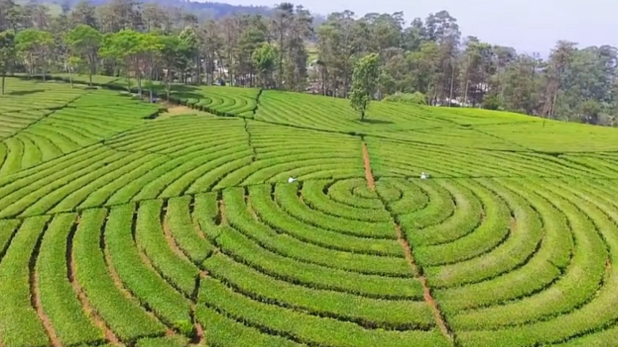 Foto Rekomendasi Wisata Bandung! Tips Santai di Kebun Teh Sukawana yang ...