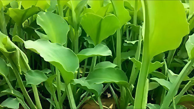 Genjer-genjer yang Terstigma G30S dan PKI