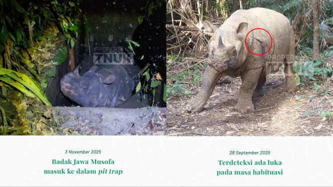 Badak Cula Satu Mati di Tempat Translokasi Ujung Kulon