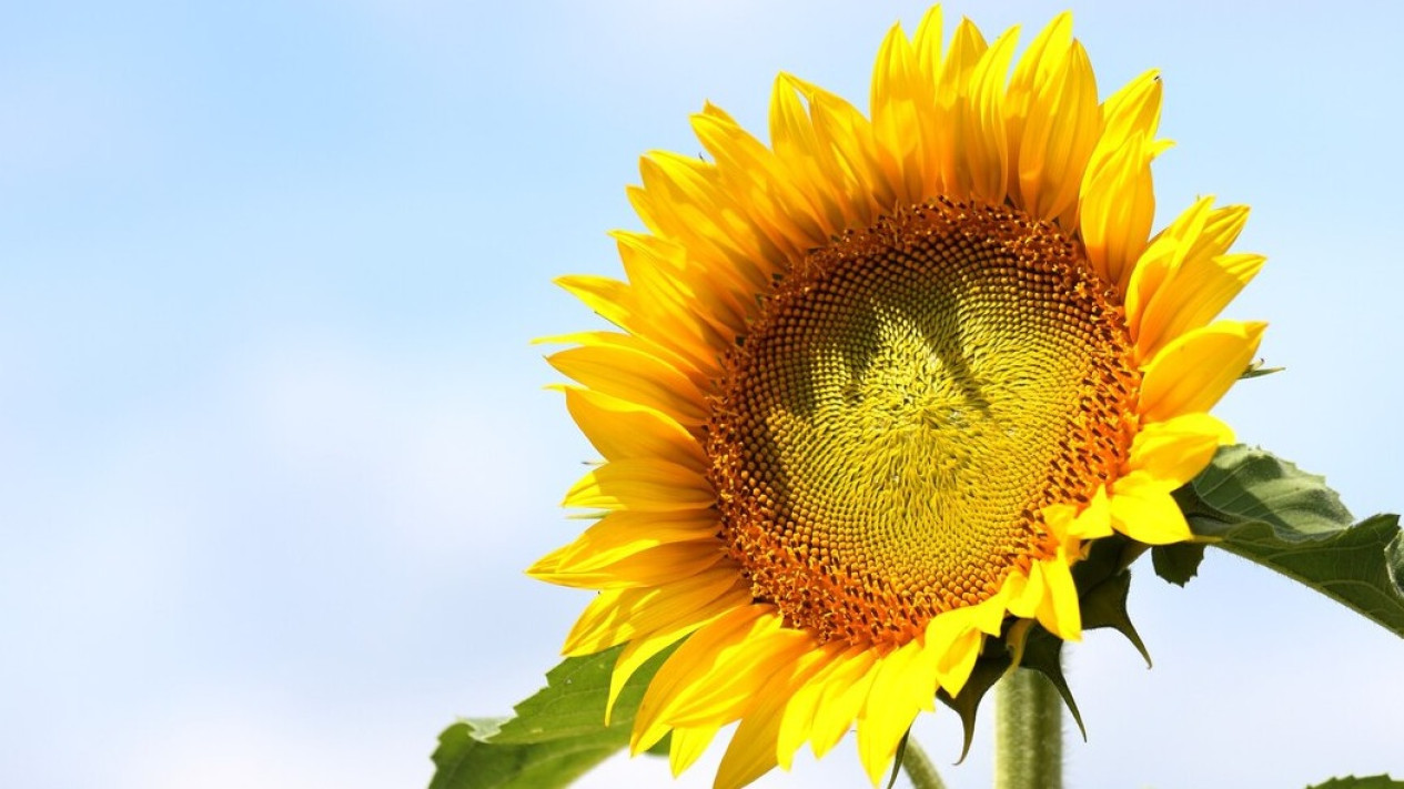 Foto Cara Menanam Bunga Matahari di Pot: Cerahkan Rumah dengan Sentuhan ...