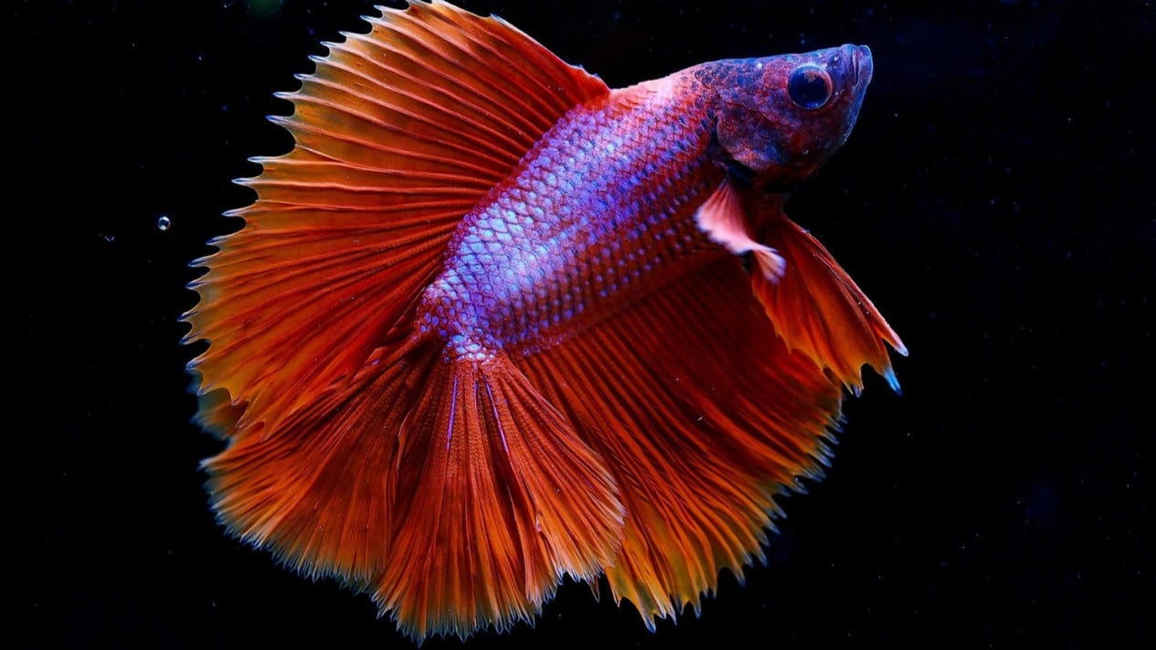 Jenis Ikan Hias Air Tawar Ikan Hias Air Tawar Predator Yang Cocok Buat
