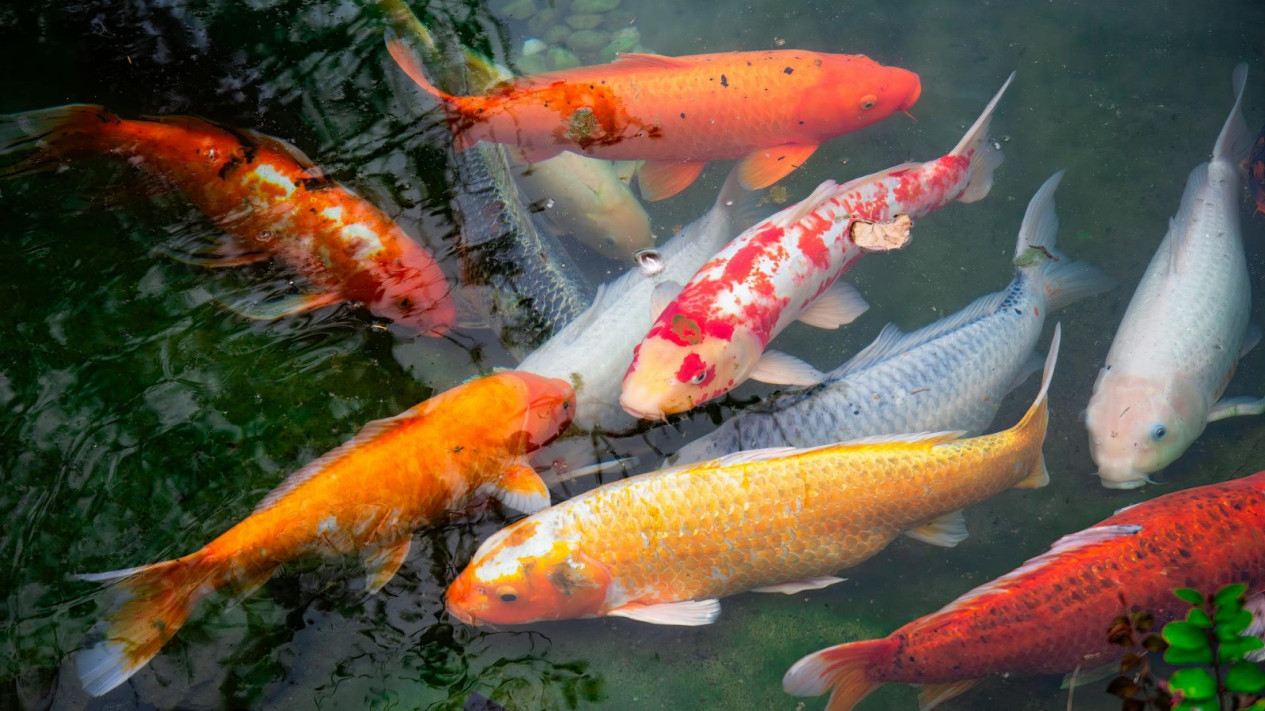 Foto Wajib Tahu! Cara Mudah Mengenali dan Mengatasi Kutu Jarum pada ...