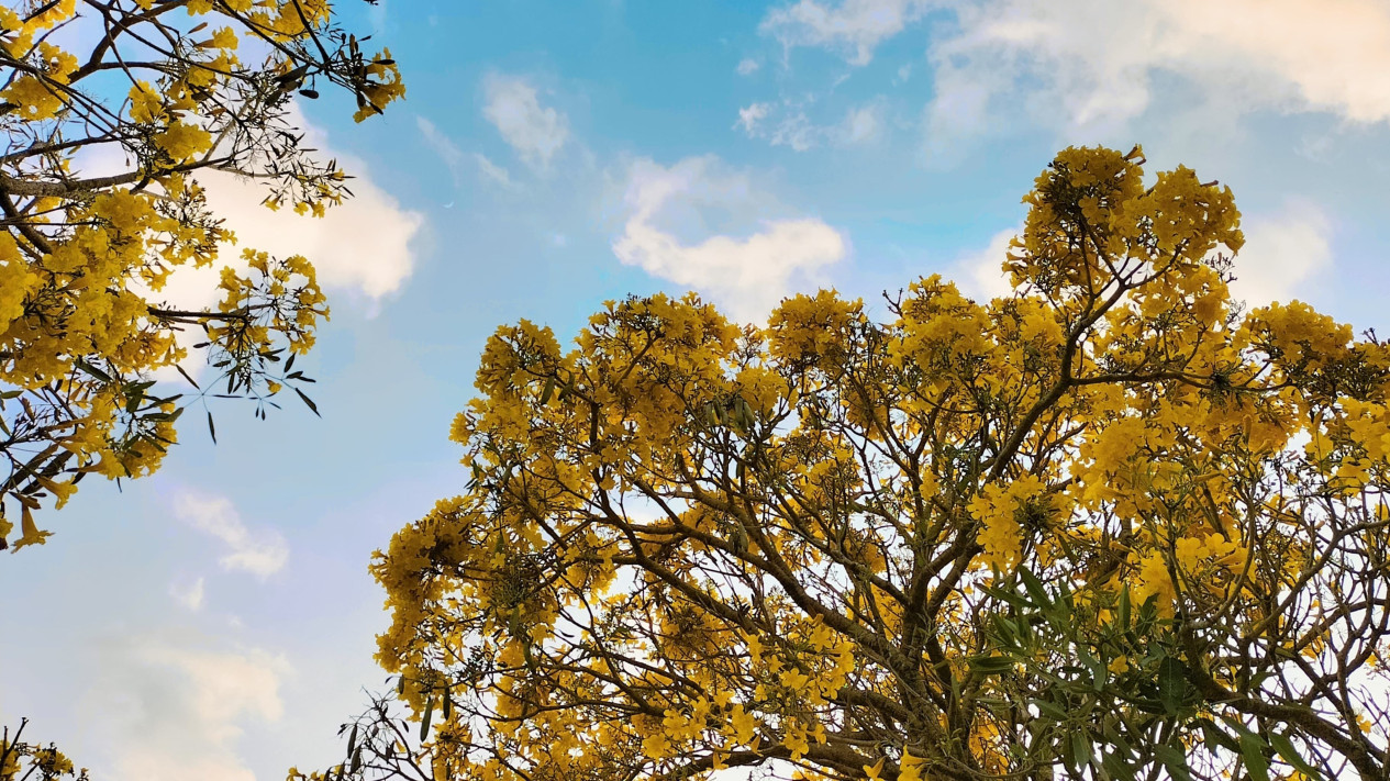 Foto Rekomendasi Pohon Berbunga Cantik yang Aman Ditanam pada ...