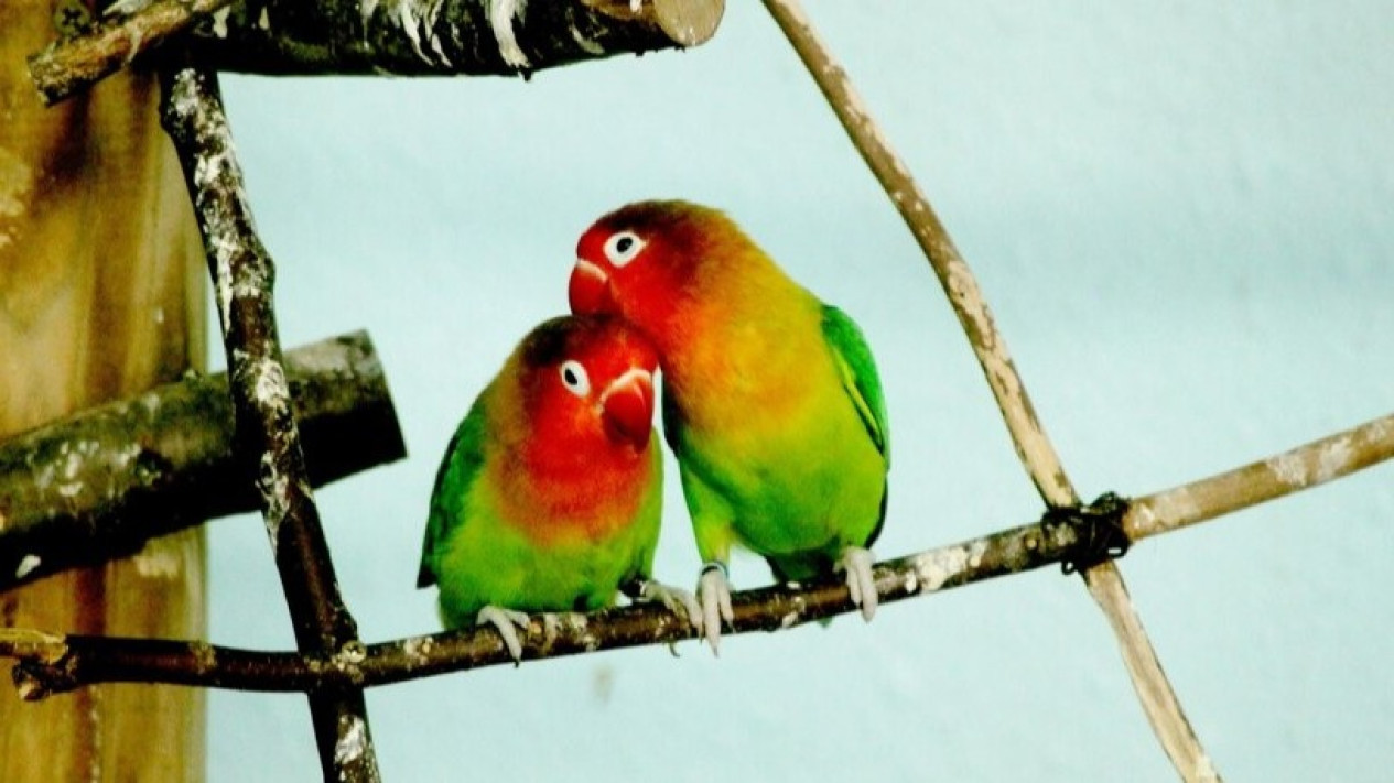 Foto 7 Jenis Burung yang Cocok Dipelihara untuk Pemula | Halaman 5