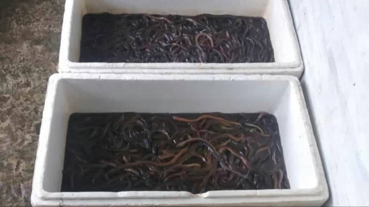 Foto Panduan Lengkap Budidaya Belut untuk Pemula Langkah Mudah Menuju ...