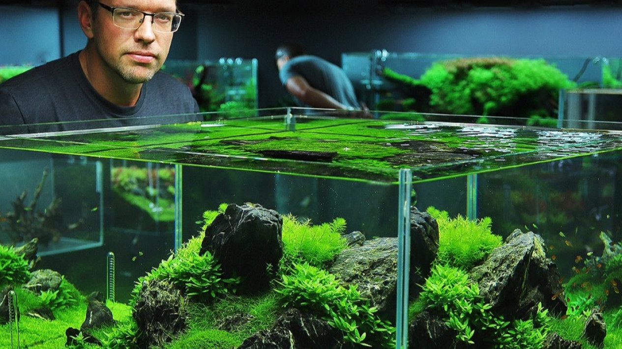 Foto Panduan Lengkap Memulai Aquascape untuk Pemula, Dari Konsep hingga Perawatan