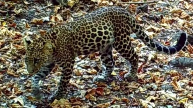 Jangan Jam ini dan ke Areal ini Saat Berkunjung ke TN Baluran, ada ...