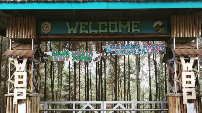 Menjelajahi Keindahan Bukit Pinus Wonosalam: Destinasi Wisata Alam yang ...