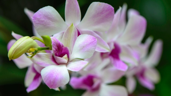 Bikin Anggrek Rajin Berbunga? Bisa! Ini Rahasia Perawatannya yang Wajib ...