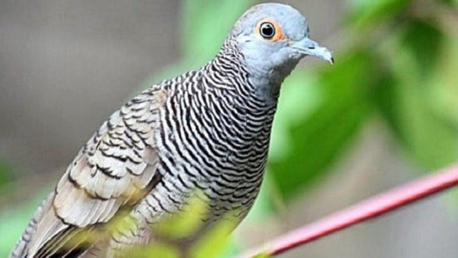 Legenda Perkutut: Simbol Keberuntungan dan Kedamaian dalam Budaya Jawa