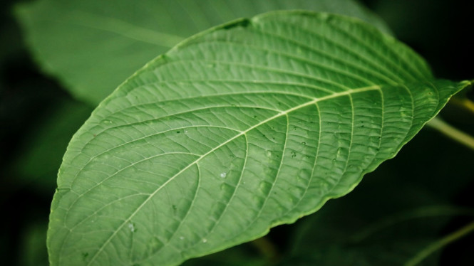 9 Manfaat Daun Sambung Nyawa: Tanaman Herbal dengan Segudang Khasiat