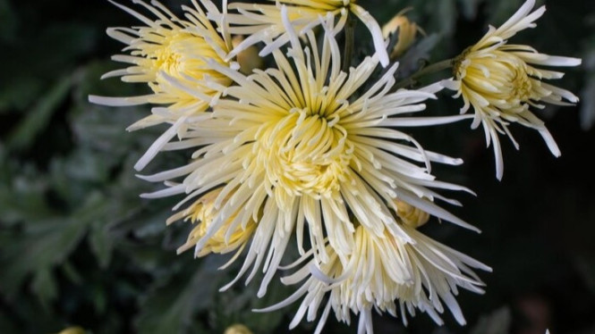 Bunga Krisan Cepat Layu? Ini 6 Cara Simpel Biar Mekarnya Awet dan Cantik!