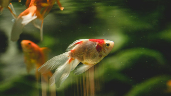 Bahaya Stres pada Ikan: Ini Efeknya bagi Kesehatan Mereka