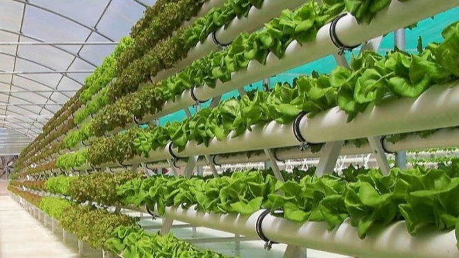 Cara Membuat Sistem Vertikultur Sederhana & 5 Tips Sukses Menanam Sayuran