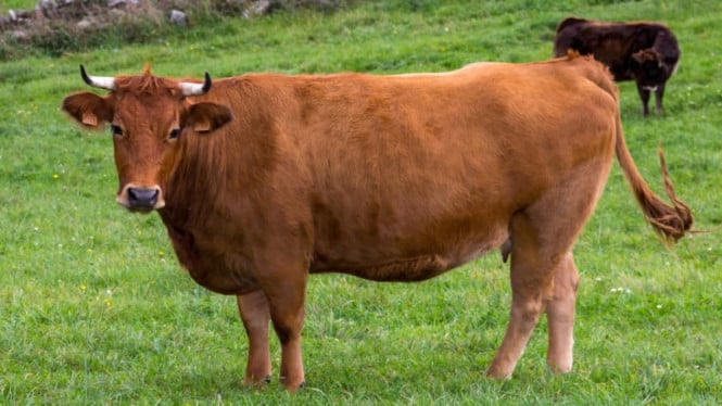 7 Kelebihan Sapi Limosin yang Disukai Peternak