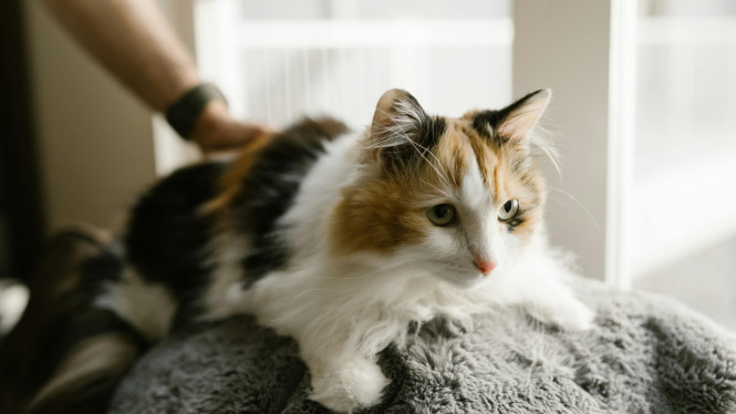 Rahasia Merawat Kucing Agar Sehat dan Bahagia, Panduan Lengkap untuk ...
