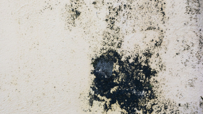 Jamur yang Menempel di Dinding, Ini Penyebab dan Dampak Black Mold!