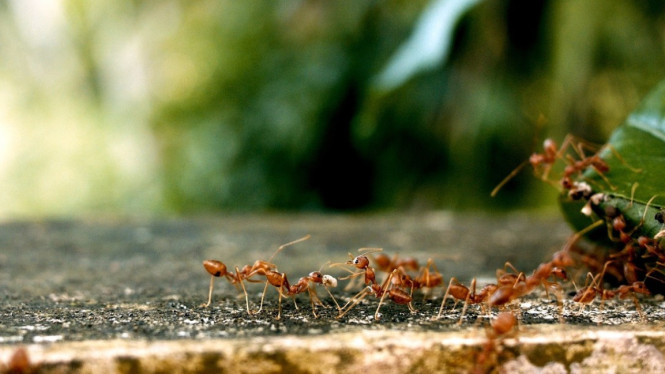 Tips Mencegah Semut Masuk Ke Dalam Rumah