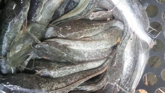 Untung Besar dari Kolam Belakang Rumah! Ini Cara Budidaya Lele dari Nol Sampai Panen
