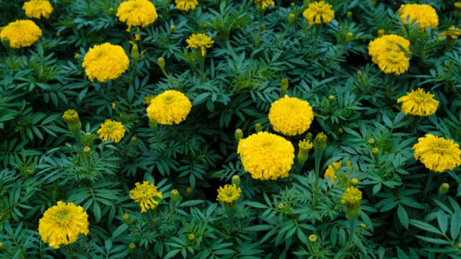 Takut Ular Masuk Rumah? Ini Daftar 15 Tanaman Penangkal Ular, Tanaman ...