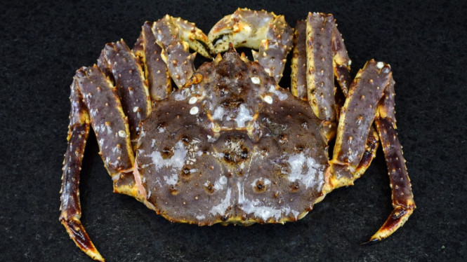 Mengenal Kepiting Alaska: Fakta Menarik Si Raja Lautan