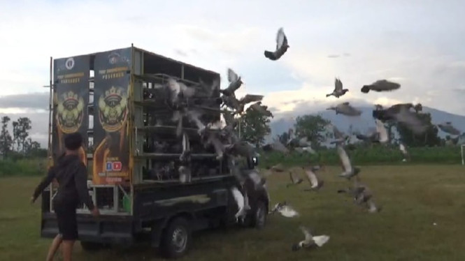 Spektakuler! 800 Merpati Pos Dilepas dari Banyuwangi Menuju Ponorogo ...