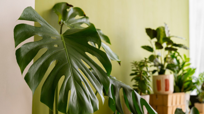 Mengenal 7 Jenis Tanaman Monstera untuk Hiasan Rumah
