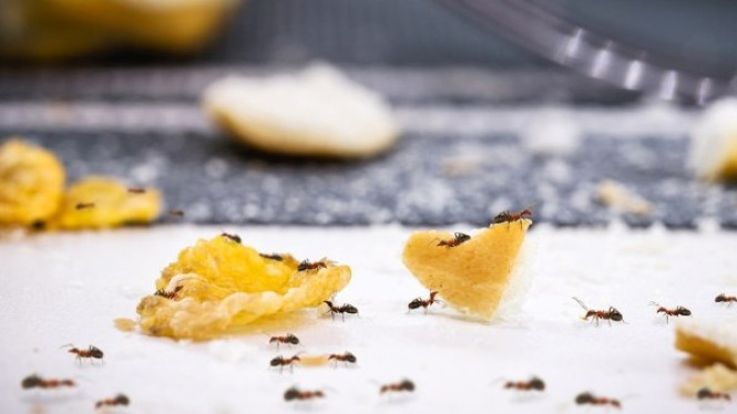 Di Rumah Banyak Semut? Ini 8 Solusi Cepat dan Ampuh Usir Semut Tanpa ...