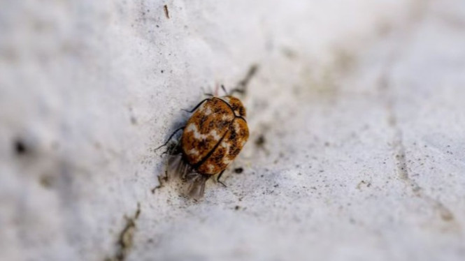 Waspadai Gigitan Tungau Kasur Efek Kesehatan, Gejala, dan Cara Mengatasinya