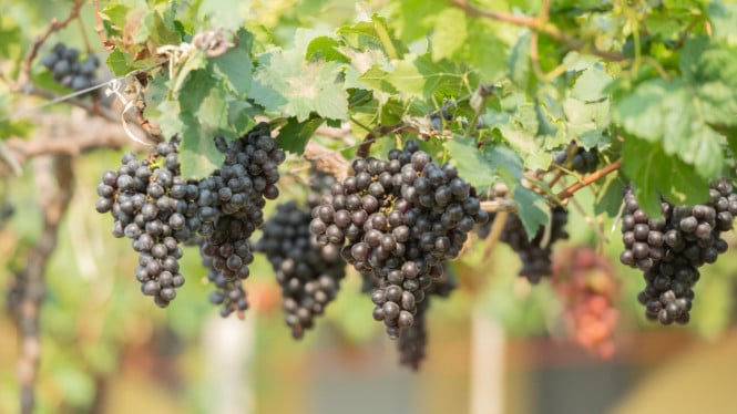 Budidaya Anggur di Pekarangan Rumah, Panen Buah Manis Gak Perlu Beli Mahal!
