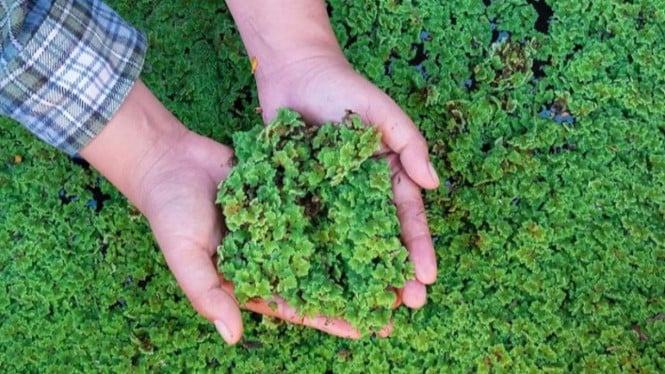 Azolla Tanaman Multifungsi untuk Pertanian, Peternakan, dan Lingkungan