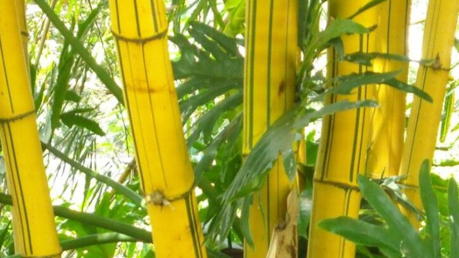 Cara Menanam dan Perawatan Bambu Kuning untuk Taman Hunian