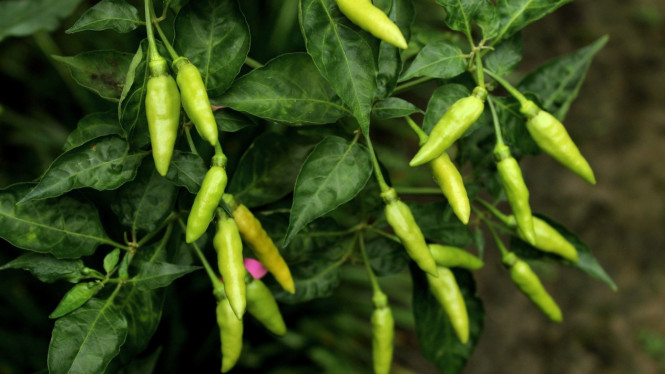 Kebun Mini di Rumah? Ini Caranya Tanam Tanaman Bermanfaat yang Bikin ...