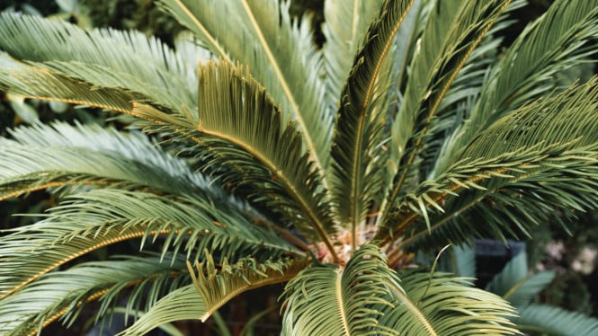 Mengenal Tanaman Pakis Haji, Tumbuhan Paku Kaya Manfaat