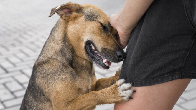 10 Arti Mimpi Digigit Anjing, Jadi Pertanda Adanya Konflik dan ...