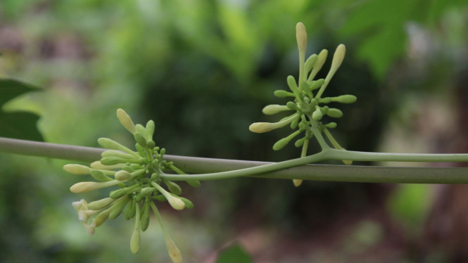 Coba yang Unik, Menu Bunga Pepaya Ini Enak dan Pas untuk Keluarga
