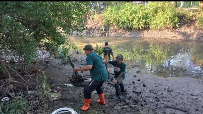 Ruwat Bumi Jelang 1 Suro, 100 Bibit Mangrove Ditanam untuk Jaga Pesisir ...