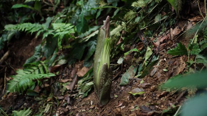 Bunga Bangkai Raksasa Segera Mekar di Kebun Raya Bogor, Tingginya Sudah ...