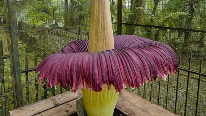 Momen Langka! Bunga Bangkai Raksasa Mekar Setelah 12 Tahun di Kebun ...