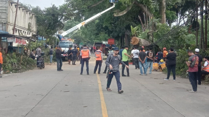 Pohon Tumbang Tutup Jalur Bocimi, Kemacetan Mengular hingga Simpang Ciawi