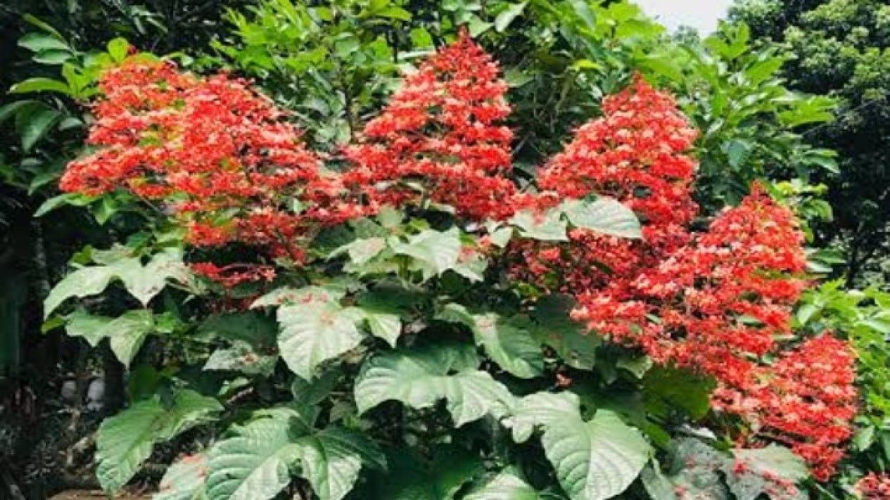 Foto Bunga Pagoda, Tanaman Hias dengan Khasiat yang Luar Biasa | Halaman 2