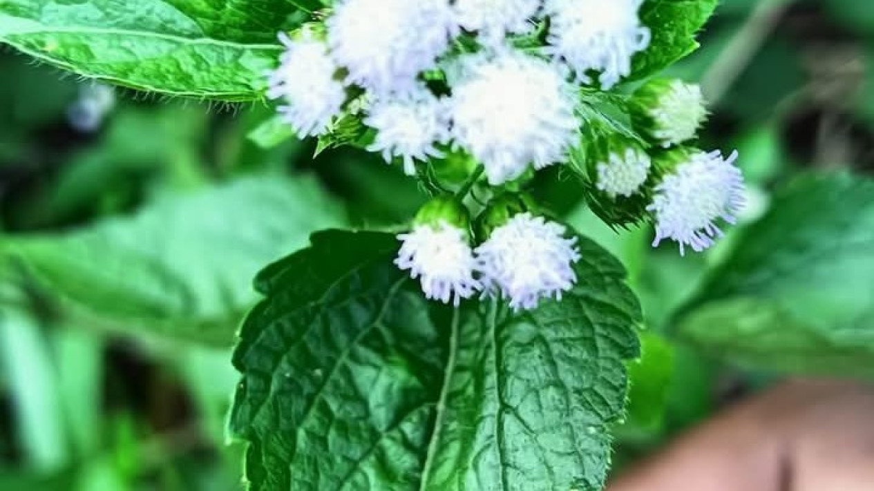 Foto Tuntas Habis! Ini 8 Manfaat Daun Bandotan untuk Rematik, Luka, dan ...