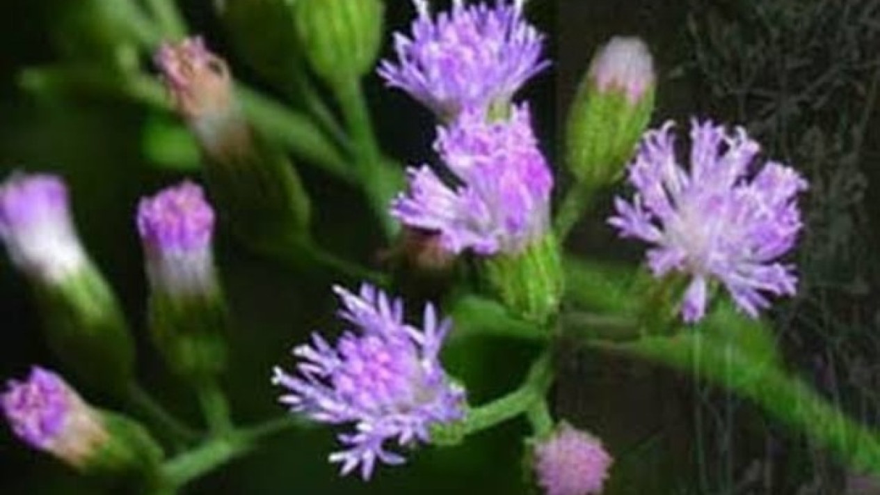 Foto Sawi Langit: Herbal Ajaib untuk Hepatitis dan Kejang Lambung ...
